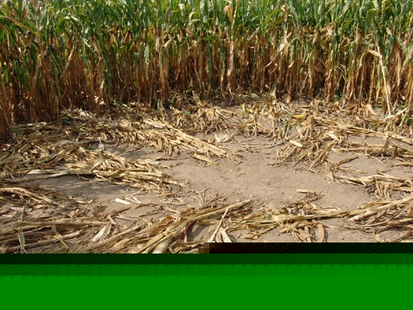 Radial Lay Pattern In Illinois Crop Circle